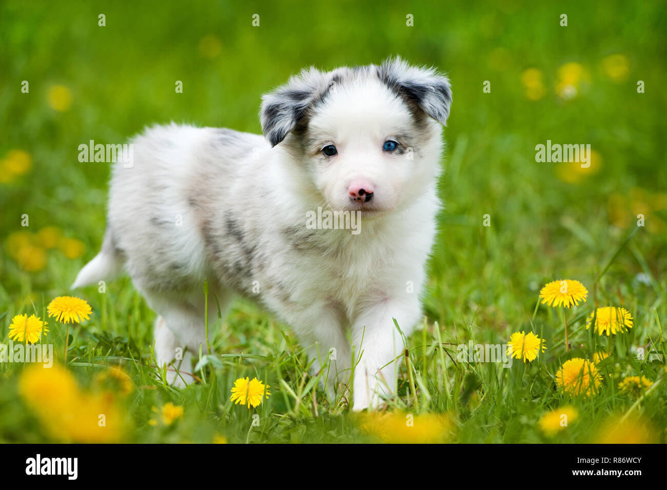 Cute border collie puppy in a spring flower meadow Stock Photo - Alamy
