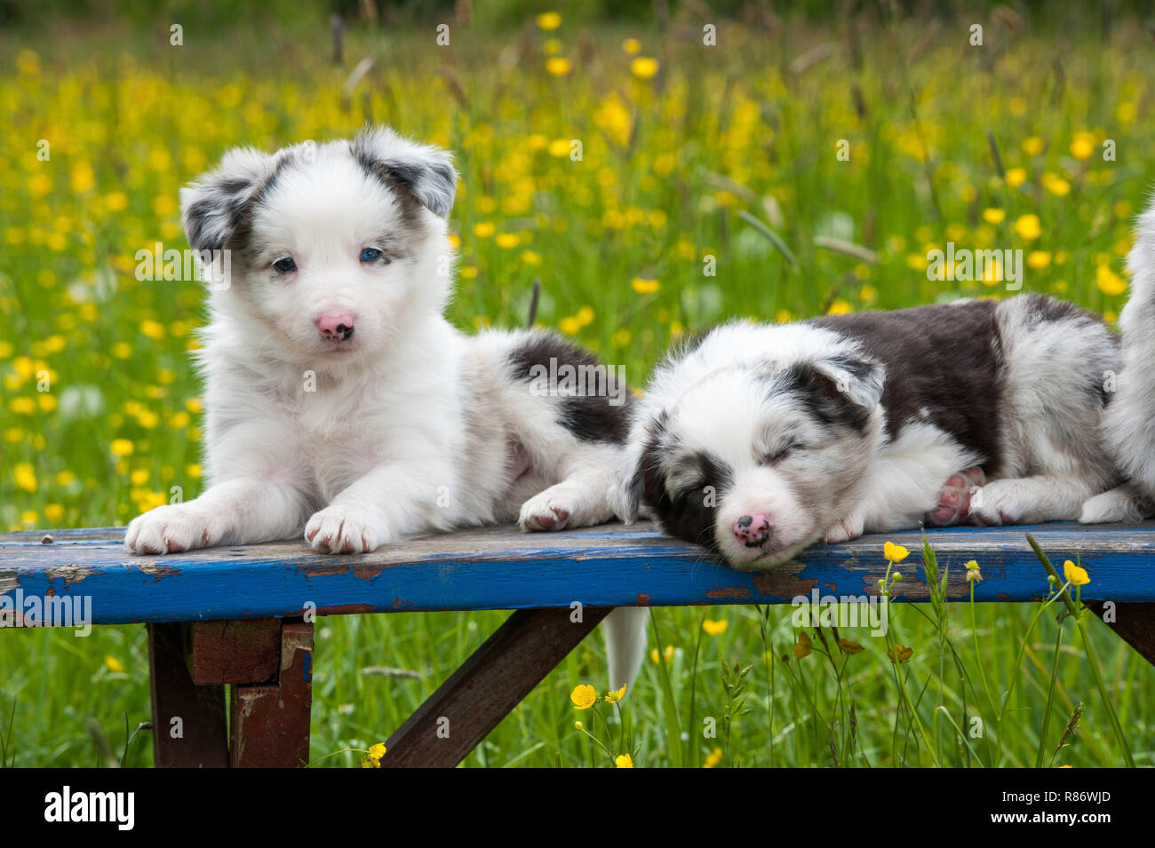 Border collie dog on a garden bench Stock Photo - Alamy