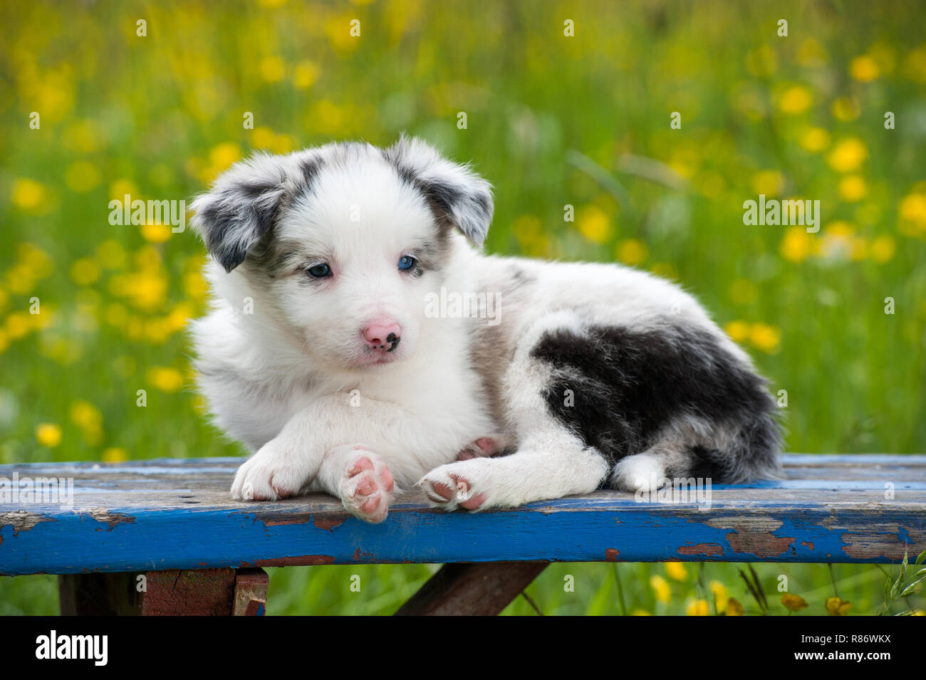 Border collie dog on a garden bench Stock Photo - Alamy