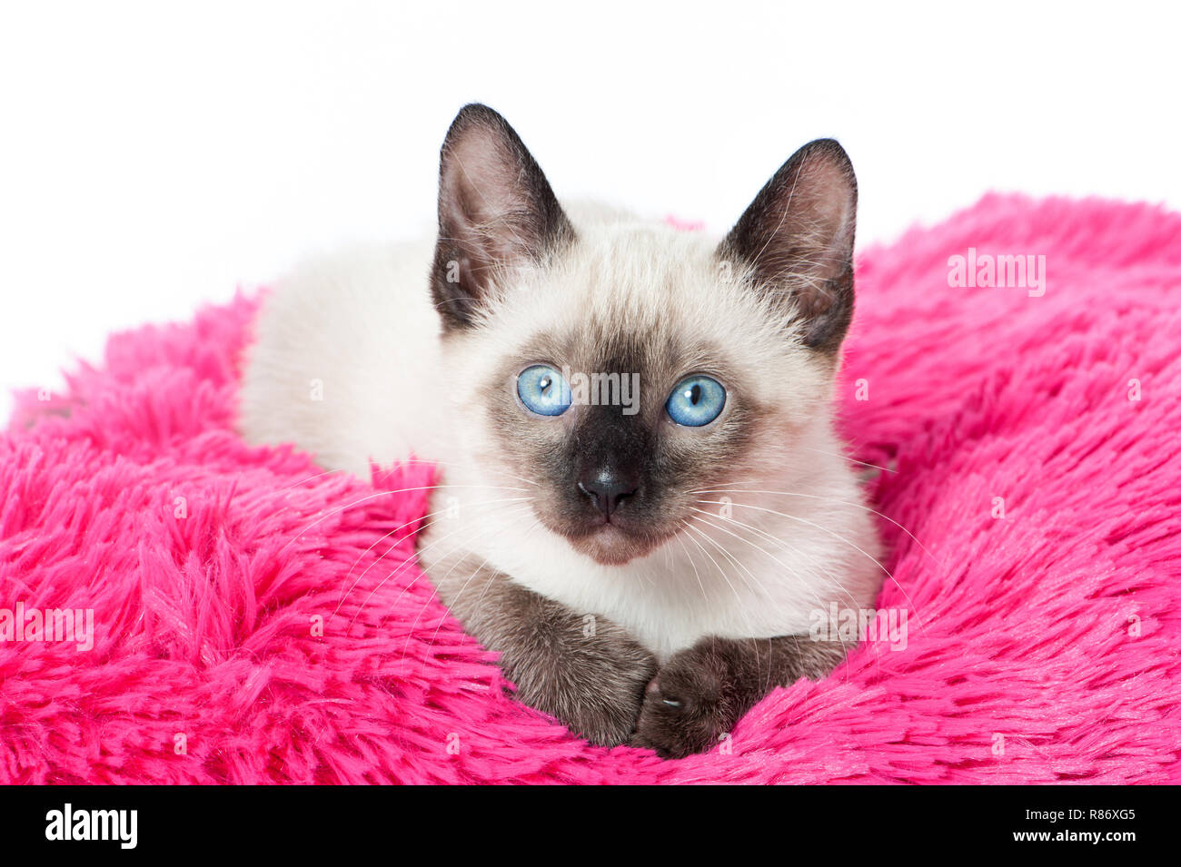 Siamese race hi-res stock photography and images - Alamy