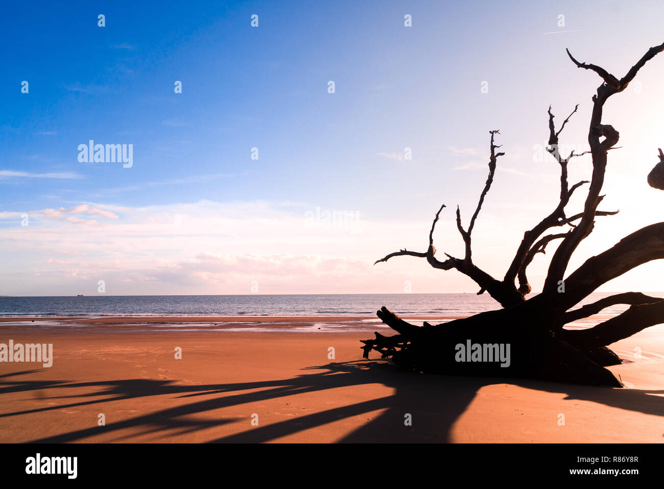 Sunrise view of Driftwood Beach in Jekyll Island, Georgia. Driftwood is ...