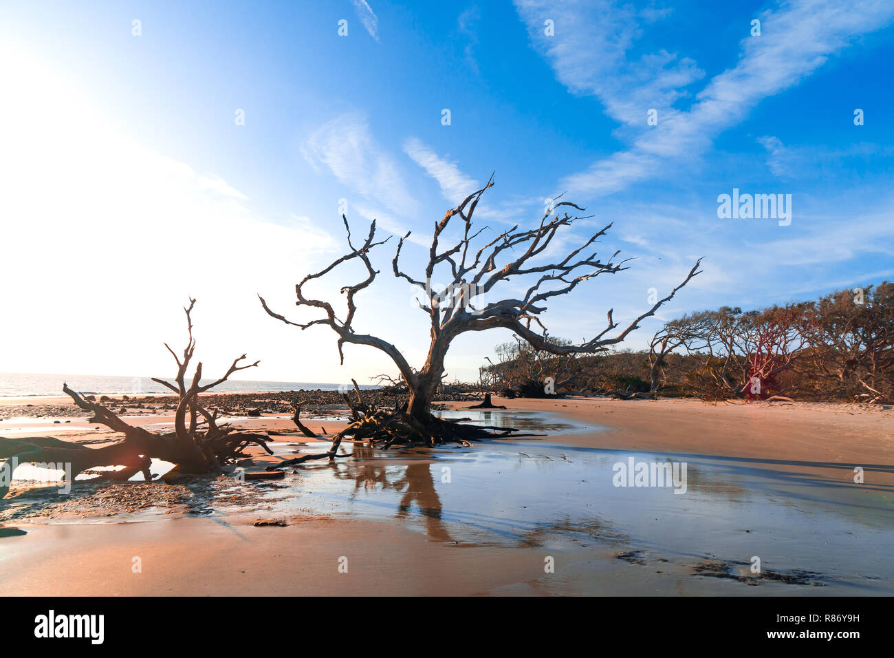 Sunrise view of Driftwood Beach in Jekyll Island, Georgia. Driftwood is ...