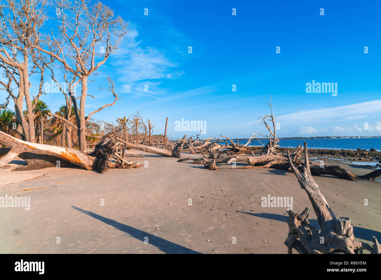 Sunrise view of Driftwood Beach in Jekyll Island, Georgia. Driftwood is ...