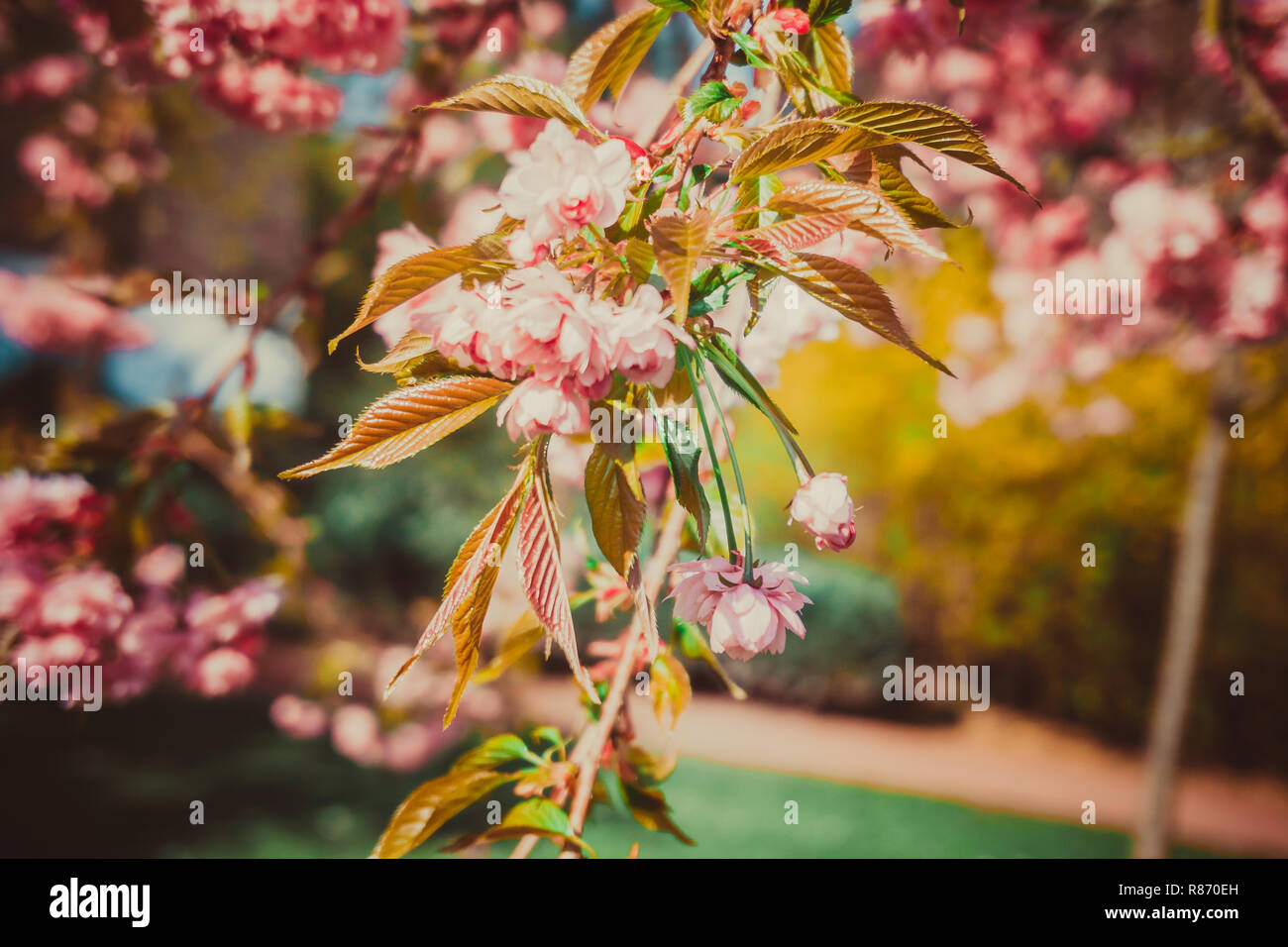 Cherry tree in full bloom Stock Photo - Alamy