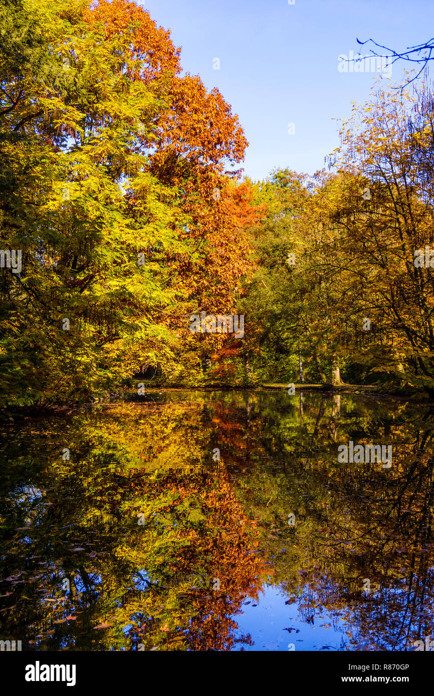 colorful autumn colors in the forest Stock Photo - Alamy