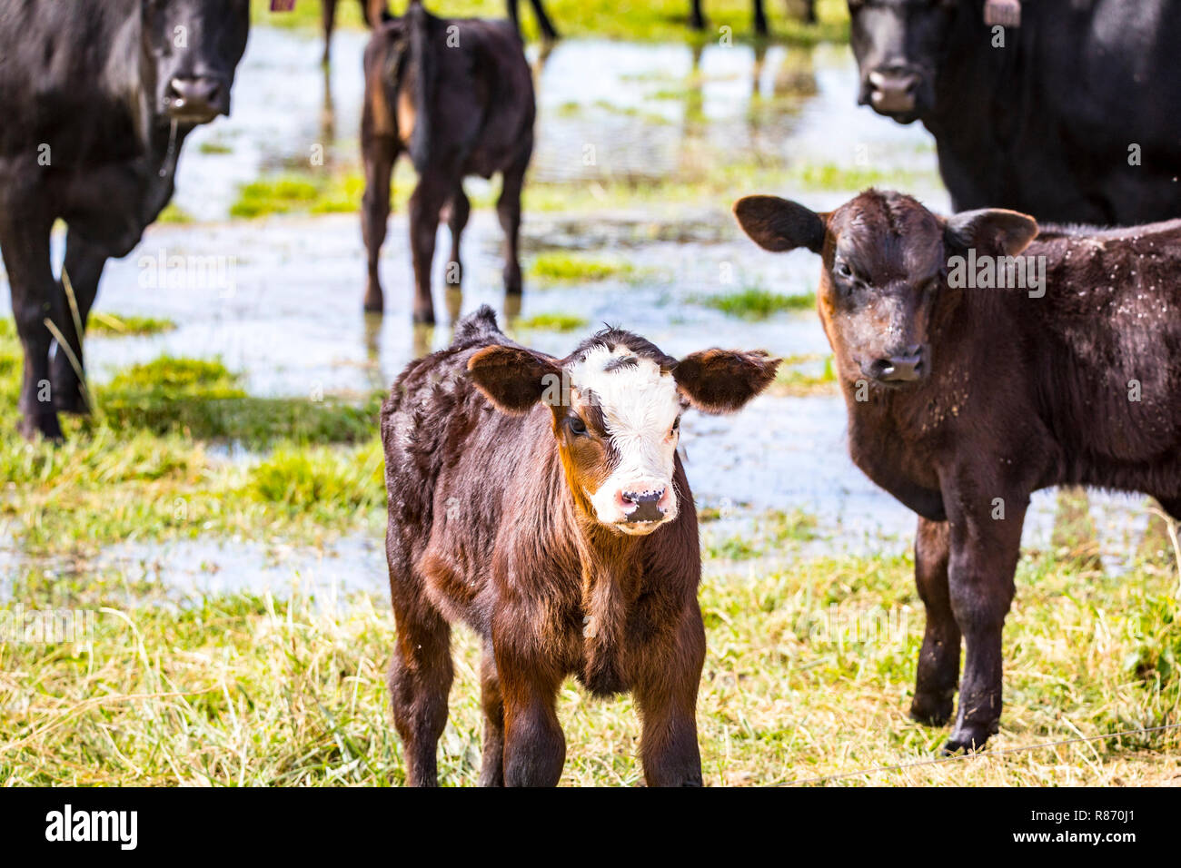 Young calves grazing at the Merced National Wildlife Refuge in the ...