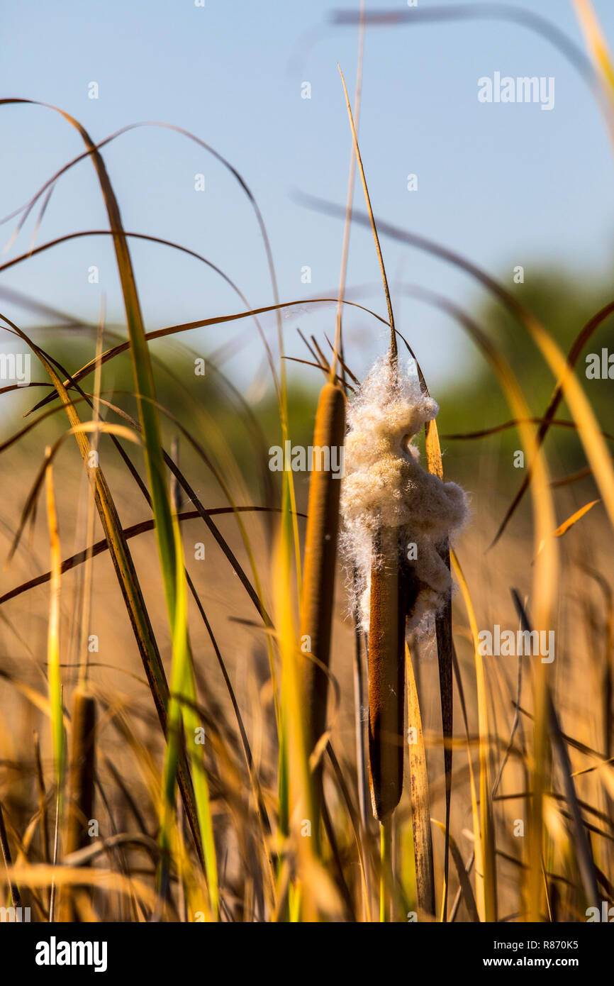 A cattail reed Typhaceae going to seed at the Merced National Wildlife ...