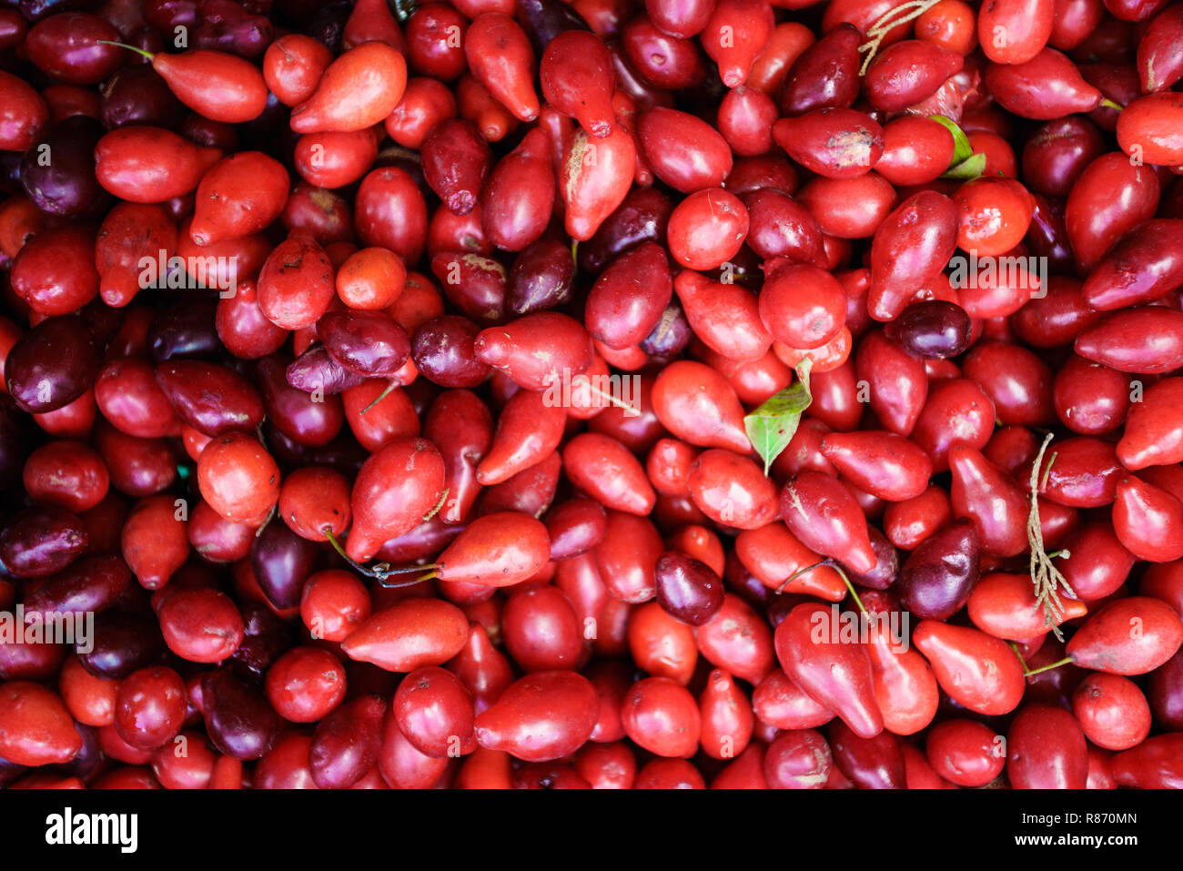 dogwood berry background. dogberry Stock Photo - Alamy