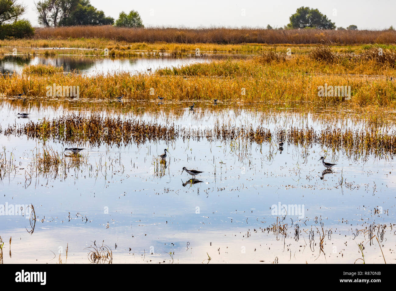 At the Merced National Wildlife Refuge in the Central Valley of ...