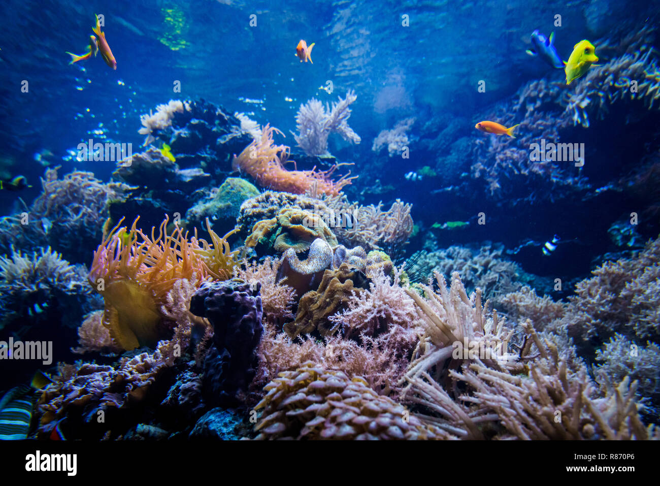 Colorful coral reef with fish and stone Stock Photo - Alamy