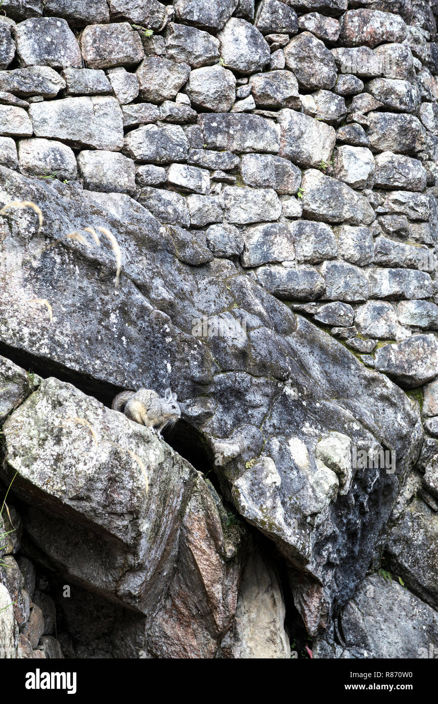 A viscacha sitting in the Inca ruins of Machu Picchu, Sacred Valley ...