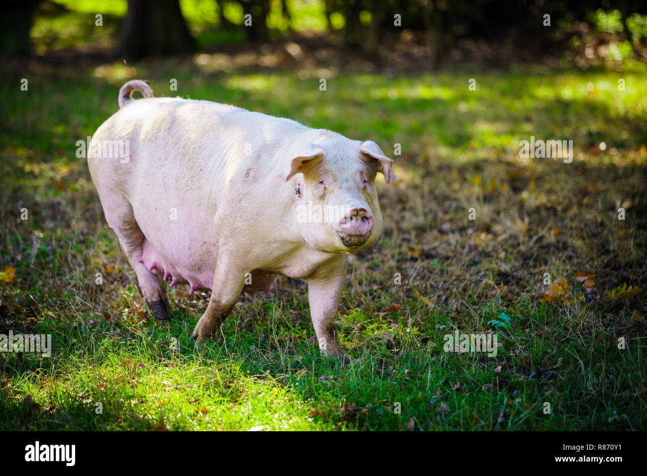 pig standing on a grass lawn. Healthy pig on meadow Stock Photo - Alamy