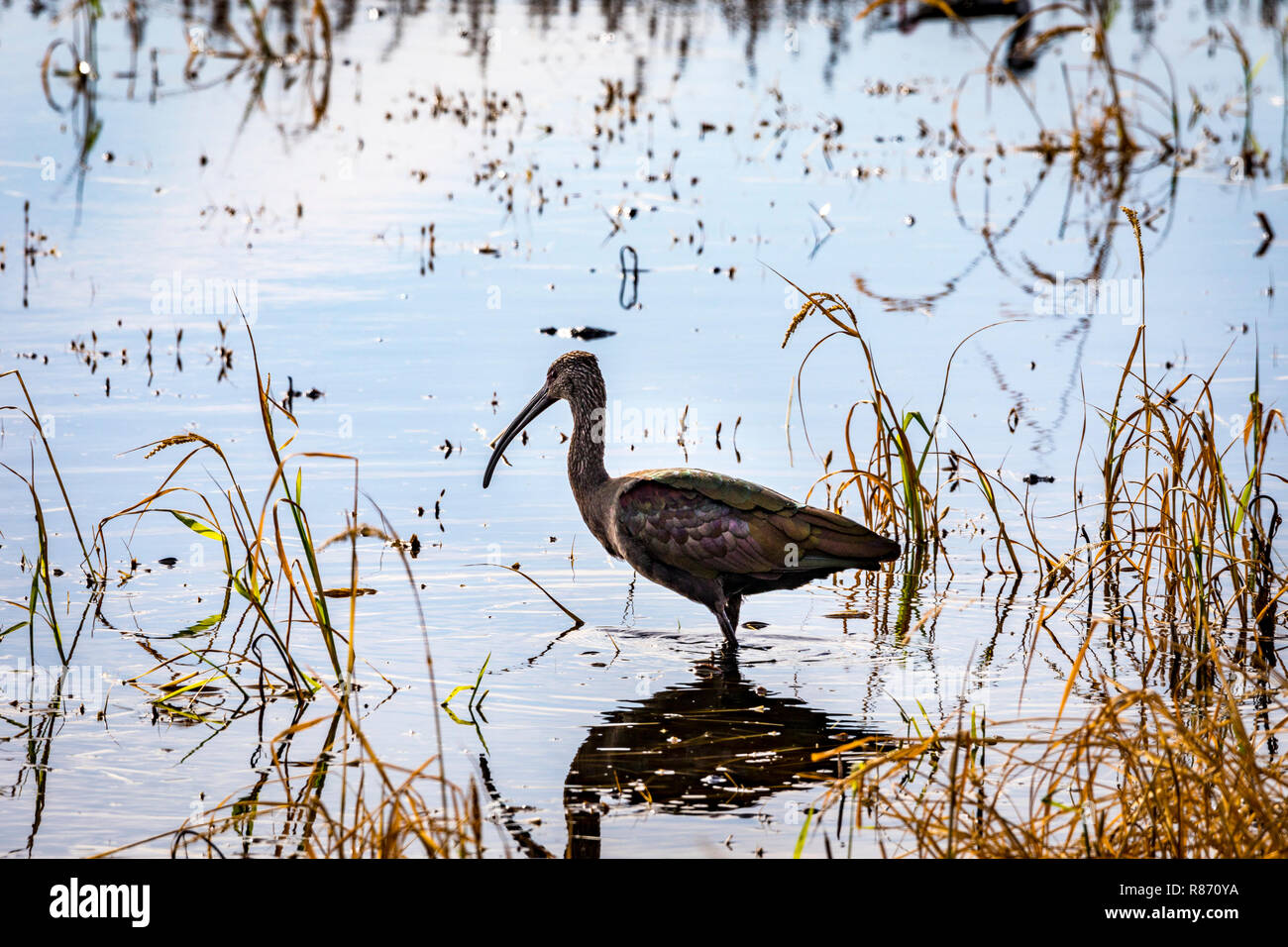 At the Merced National Wildlife Refuge in the Central Valley of ...