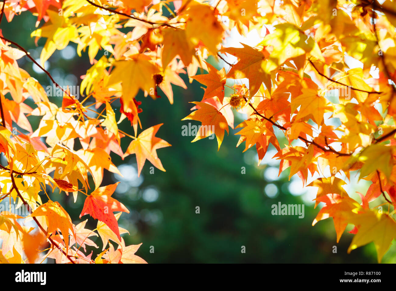 The colorful and beautiful maple autumn leaves Stock Photo - Alamy
