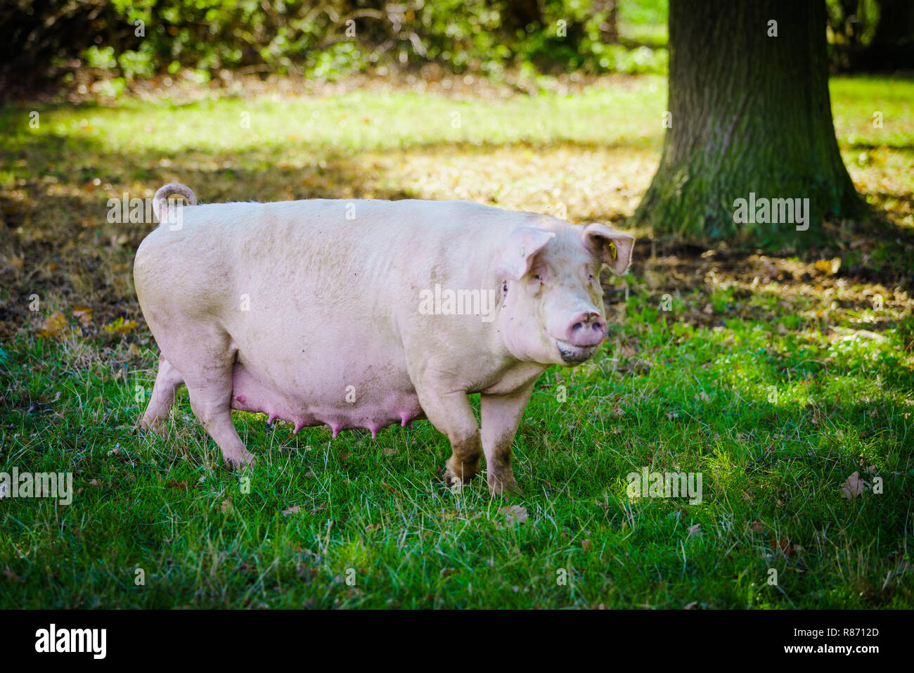 Ham house meadow hi-res stock photography and images - Alamy