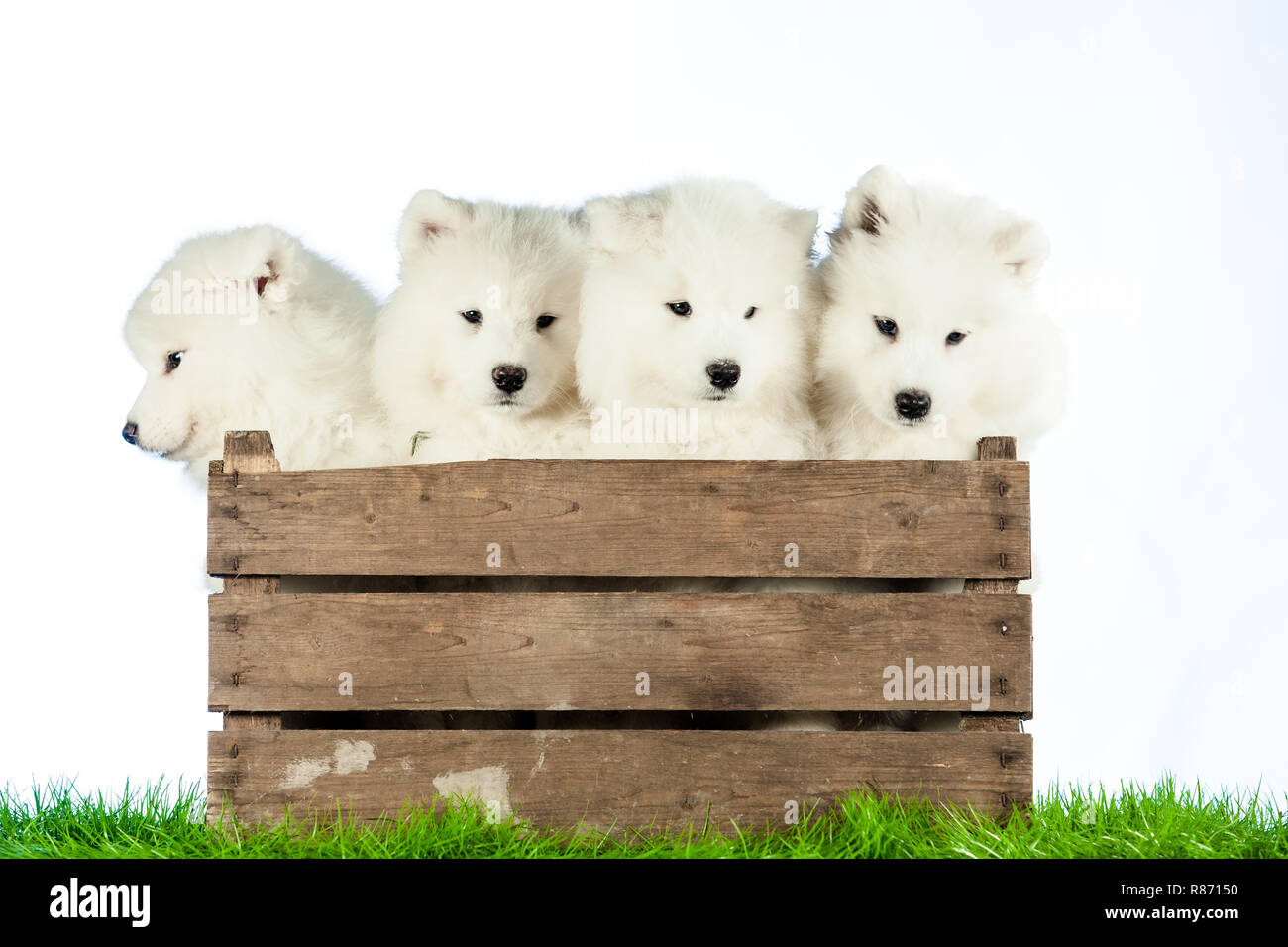 Samoyed group hi-res stock photography and images - Alamy
