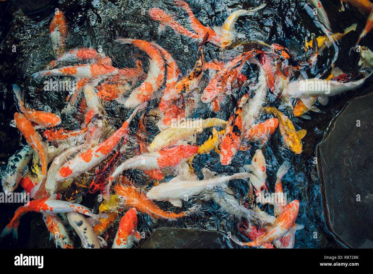 Colorful beautiful carp, Koi carp in a natural pond Stock Photo - Alamy