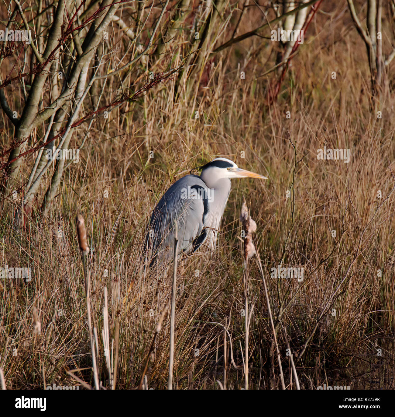 Herron birds hi-res stock photography and images - Alamy