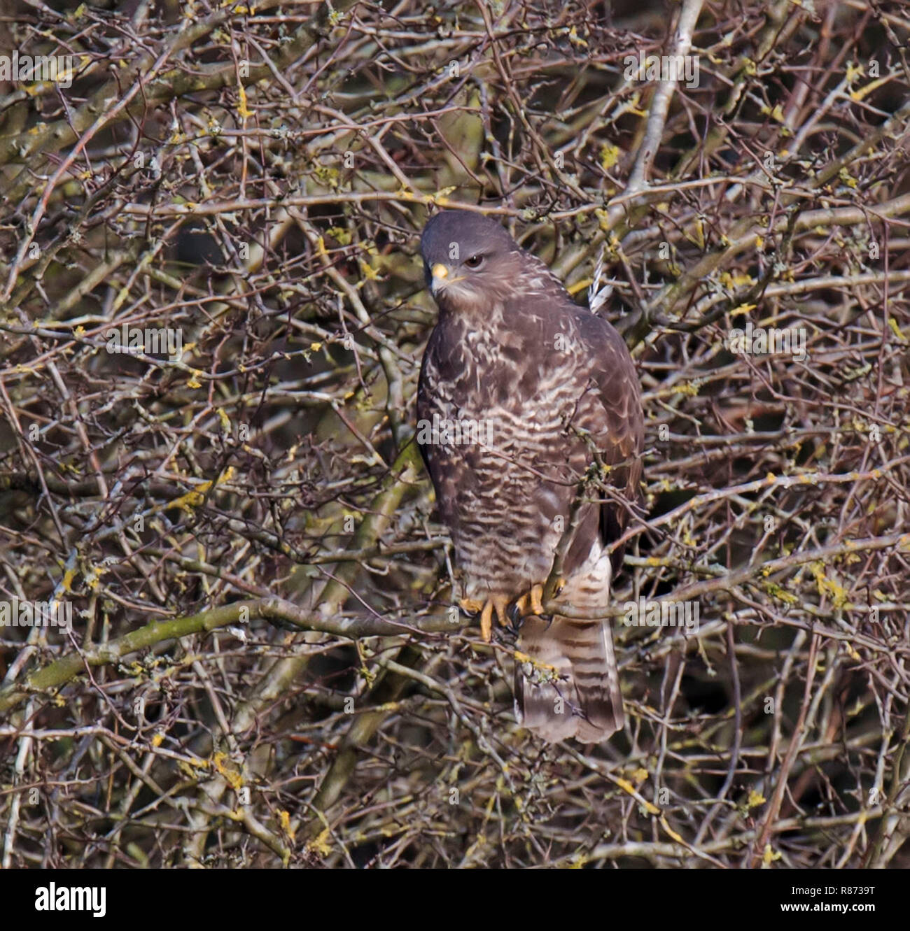 Pennington Flash Leigh Stock Photo - Alamy