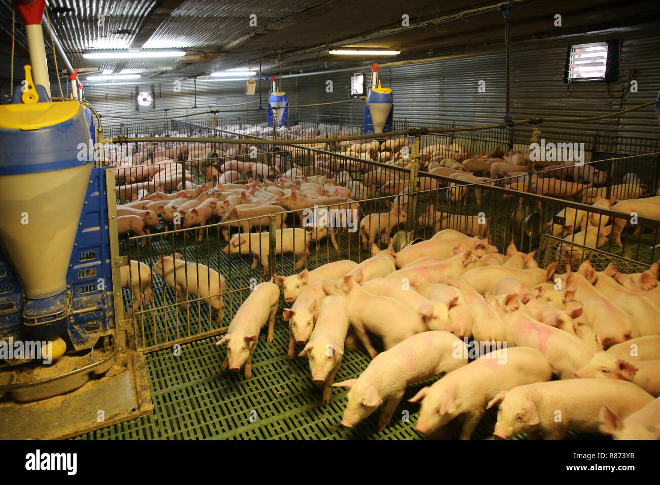 Domestic breed piglets growing on modern animal farm Stock Photo - Alamy