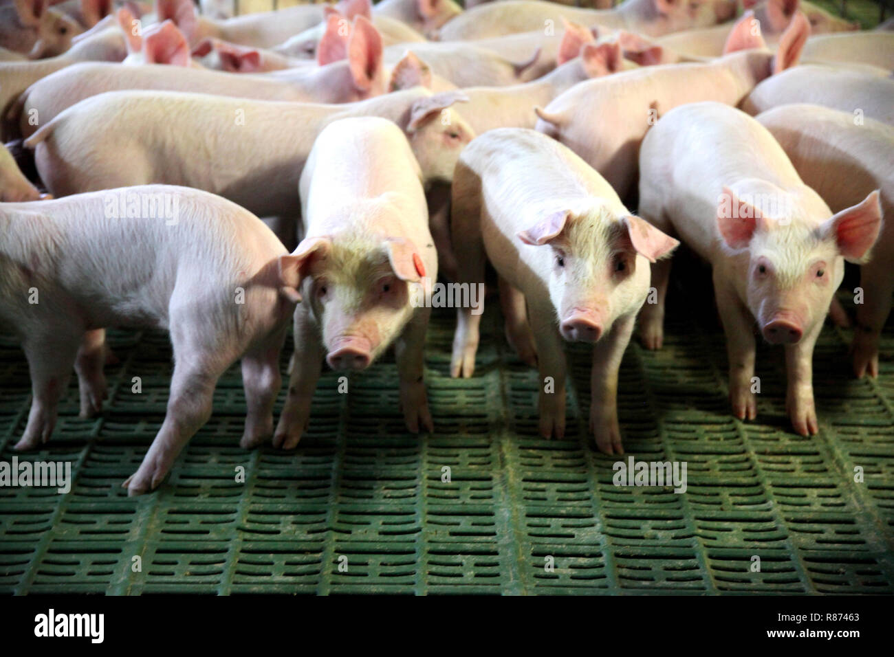 Modern farm pigs piglets hi-res stock photography and images - Alamy