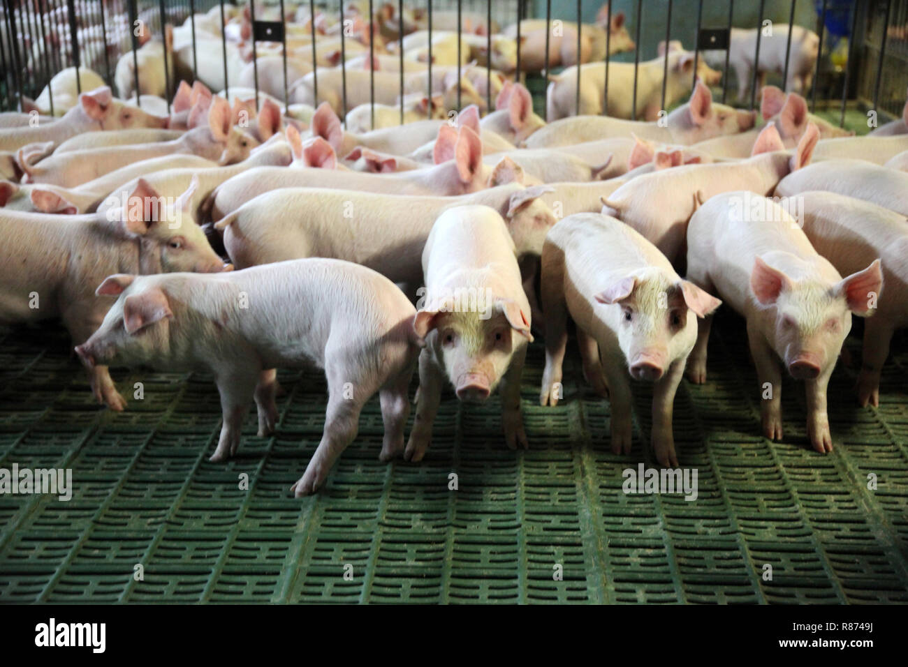 Domestic breed piglets growing on modern animal farm Stock Photo - Alamy