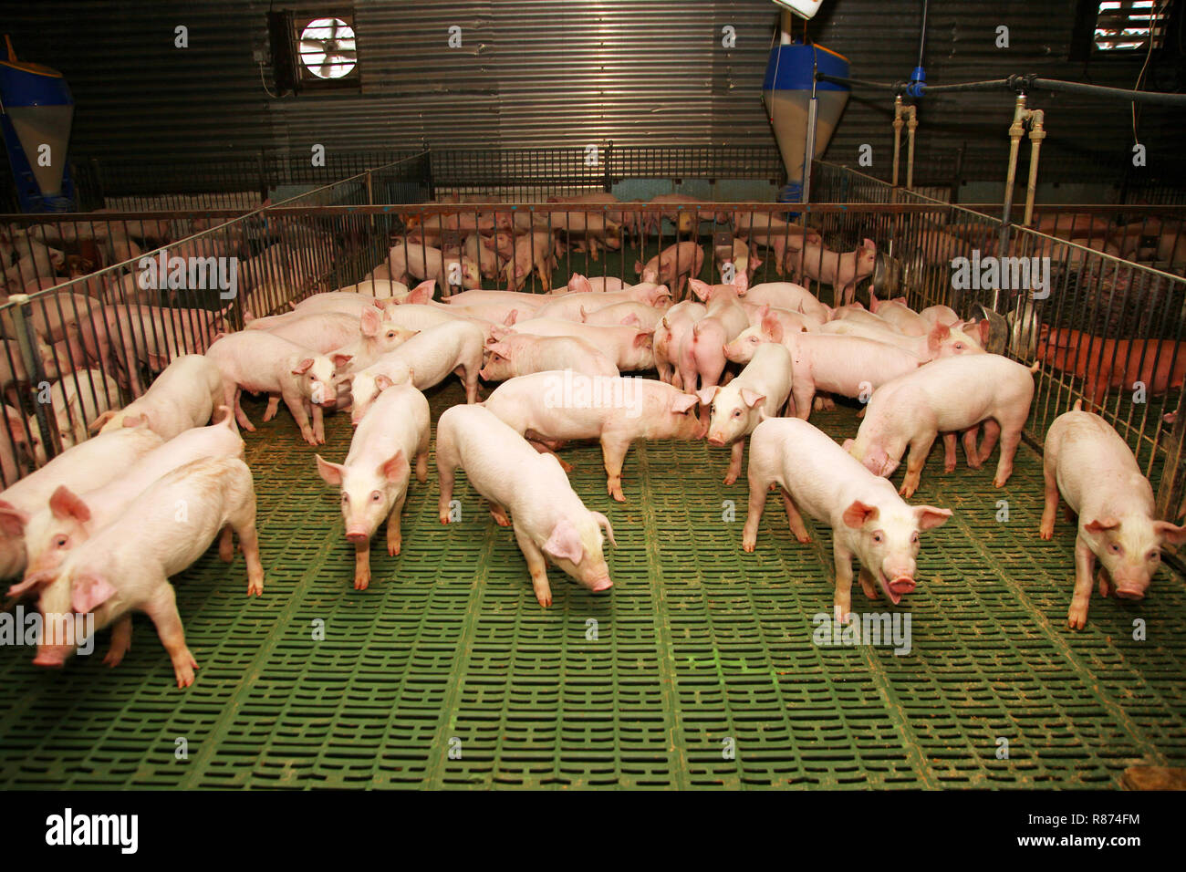 Domestic breed piglets growing on modern animal farm Stock Photo - Alamy