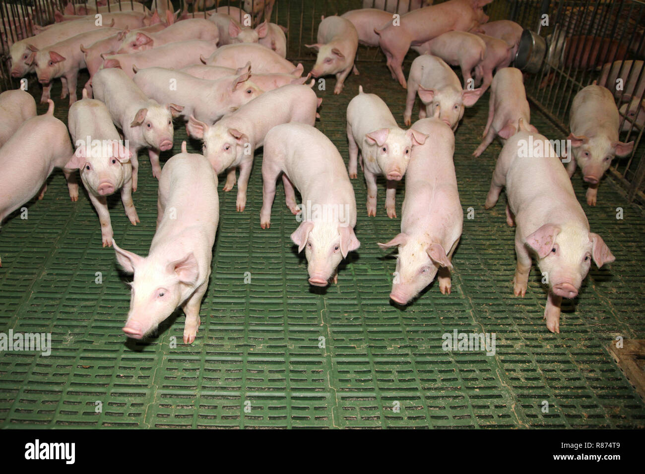 Domestic breed piglets growing on modern animal farm Stock Photo - Alamy