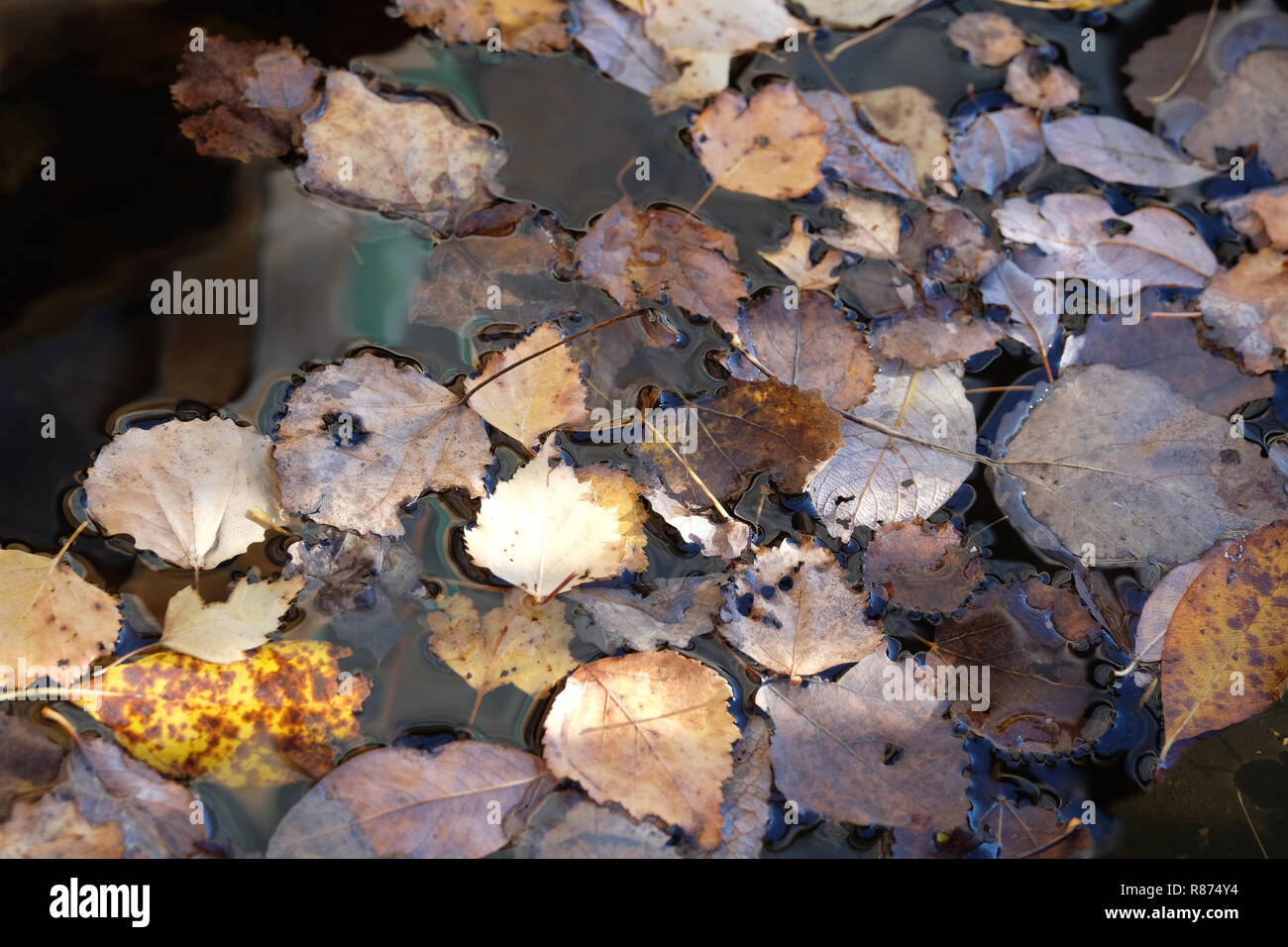 Beautiful still life in soft warm colors with fallen leaves float on ...