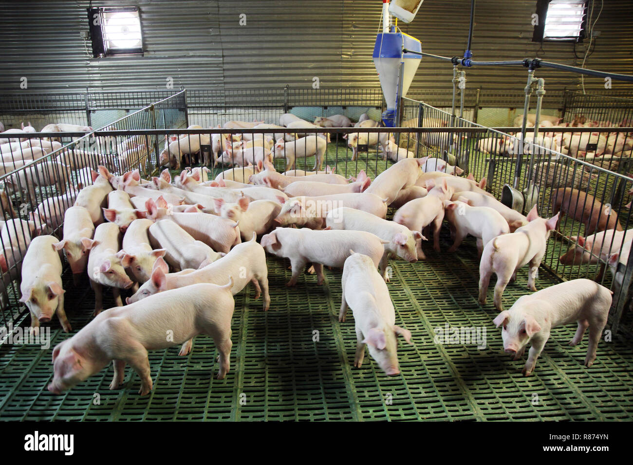 Domestic breed piglets growing on modern animal farm Stock Photo - Alamy
