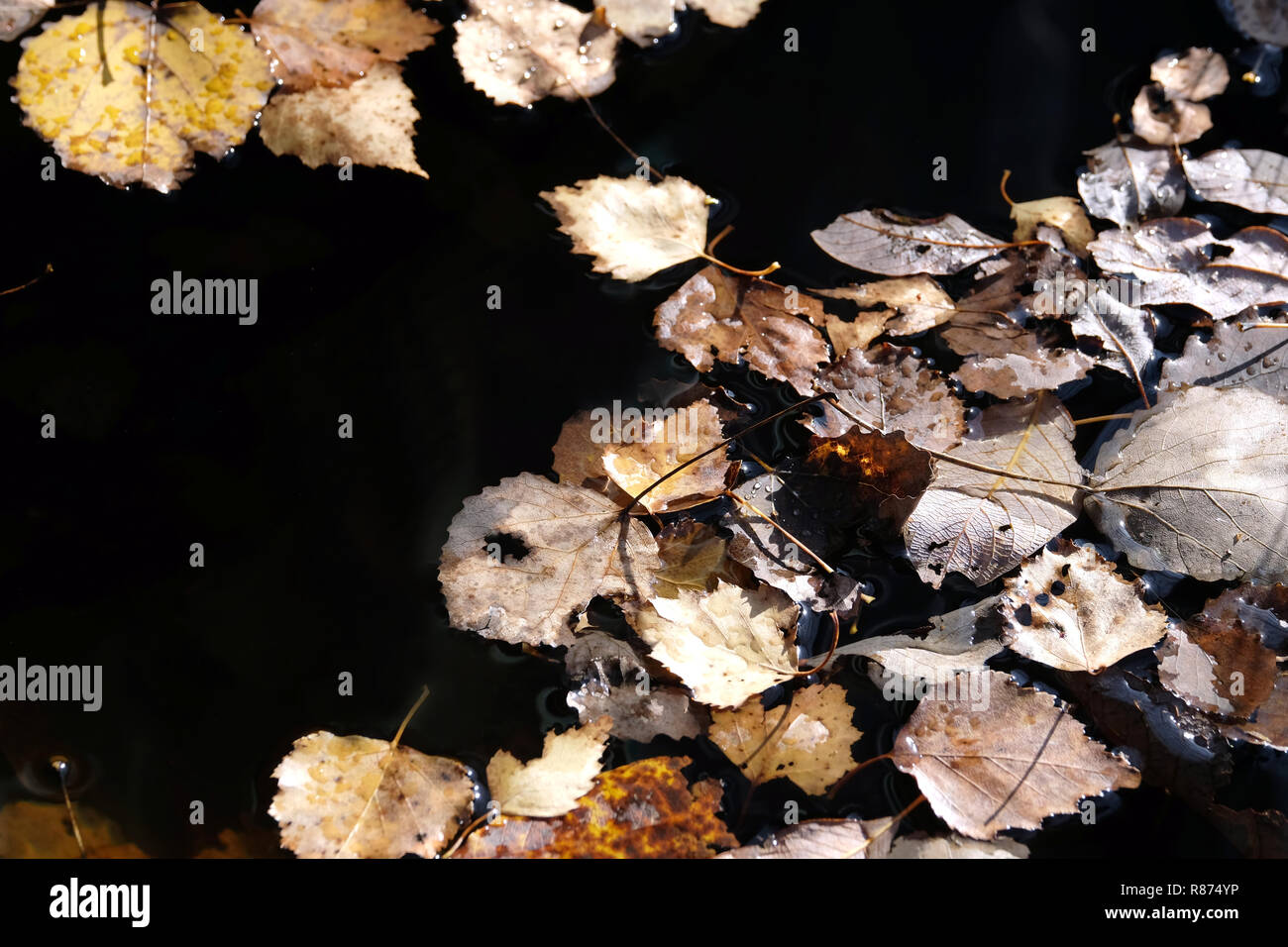 Beautiful still life in soft warm colors with fallen leaves float on ...