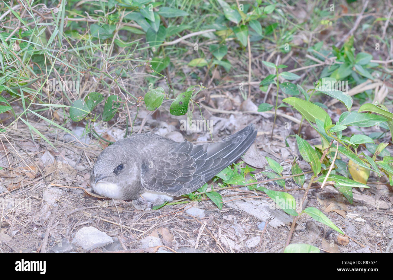 Apus apus. Common swift. Bird on the ground, between plants with green ...