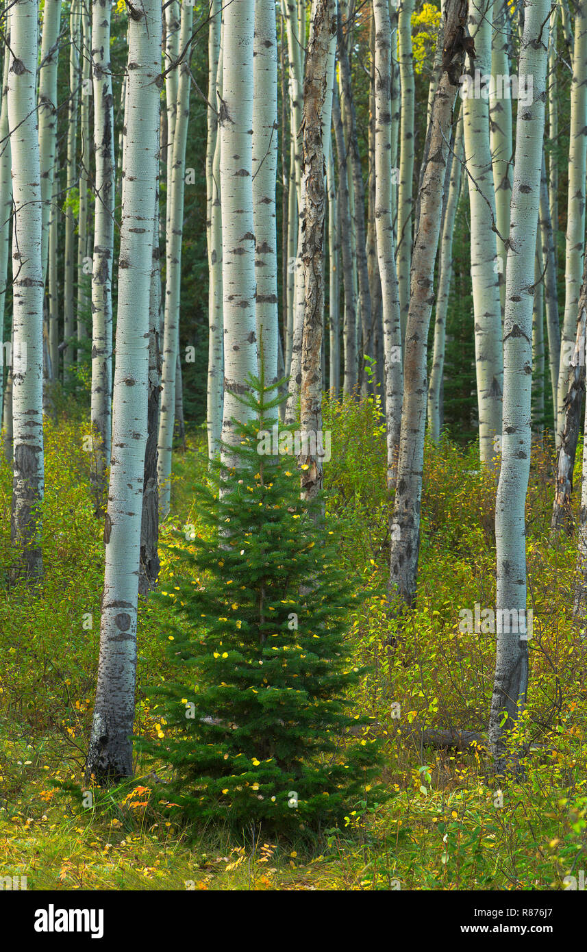 A small conifer stands in a forest decorated with aspen leaves in ...