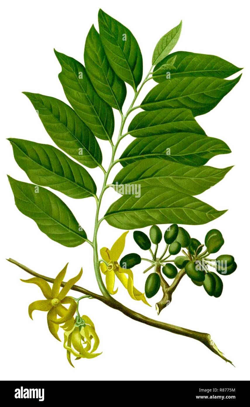 Cananga odorata Cut Out Stock Images & Pictures - Alamy