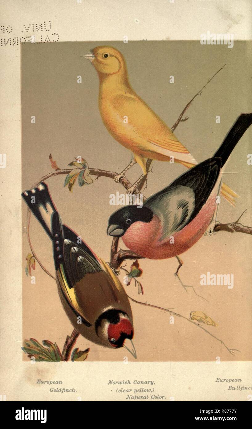Canaries and cage-birds Stock Photo - Alamy