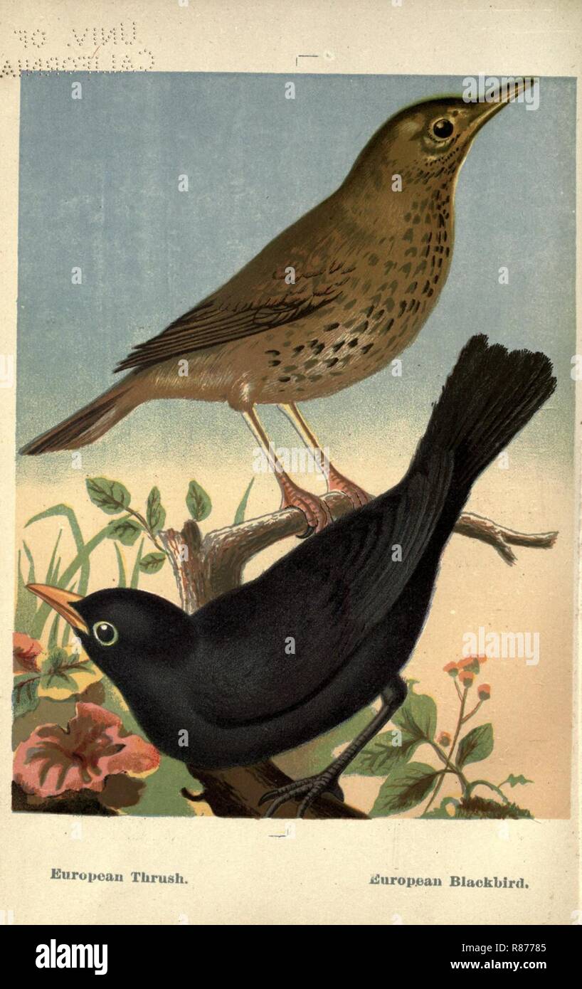 Canaries and cage-birds Stock Photo - Alamy