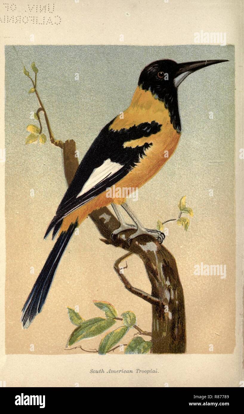 Canaries and cage-birds Stock Photo - Alamy