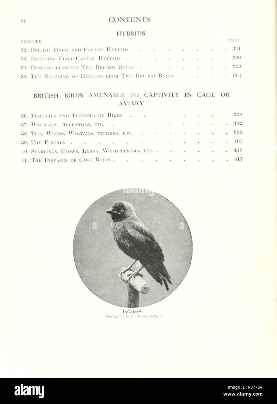 Canaries, hybrids, and British birds in cage and aviary Stock Photo - Alamy