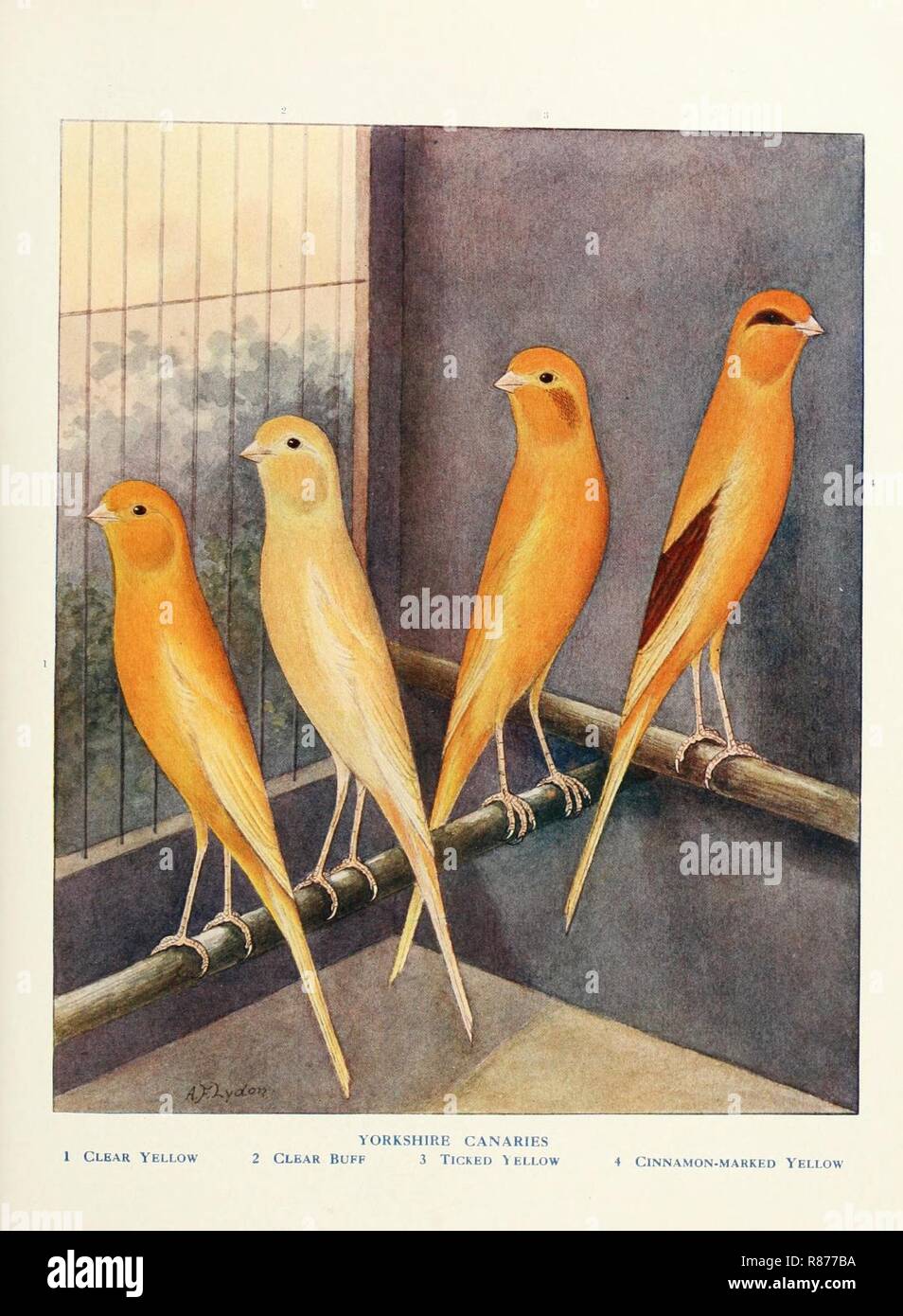 Canaries, hybrids, and British birds in cage and aviary Stock Photo - Alamy