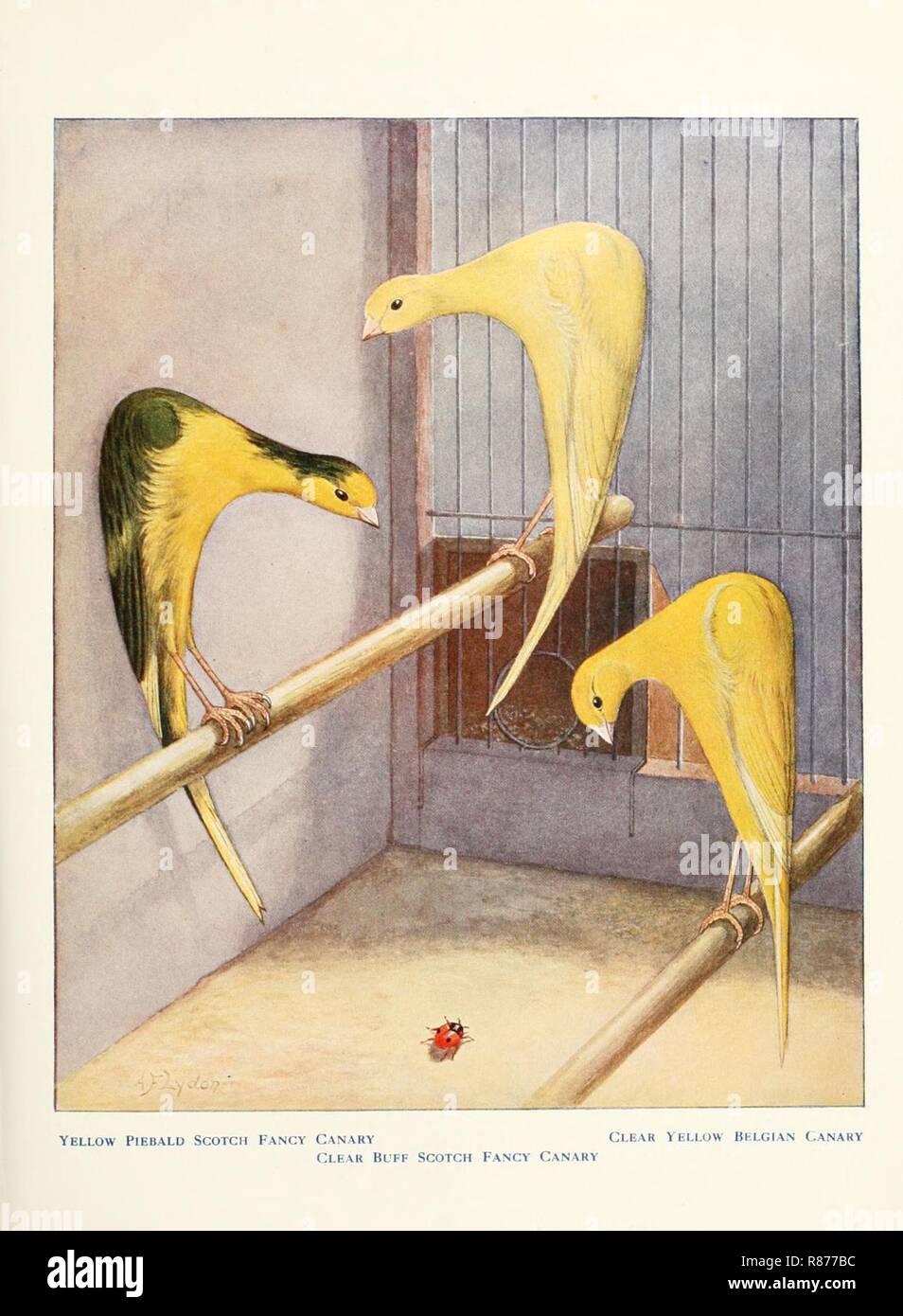 Canaries, hybrids, and British birds in cage and aviary Stock Photo - Alamy