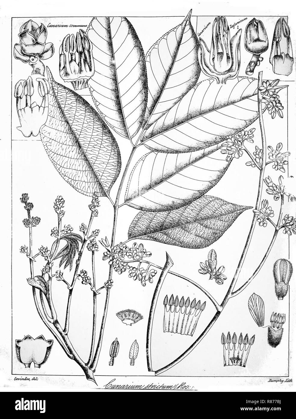 Canarium strictum hi-res stock photography and images - Alamy
