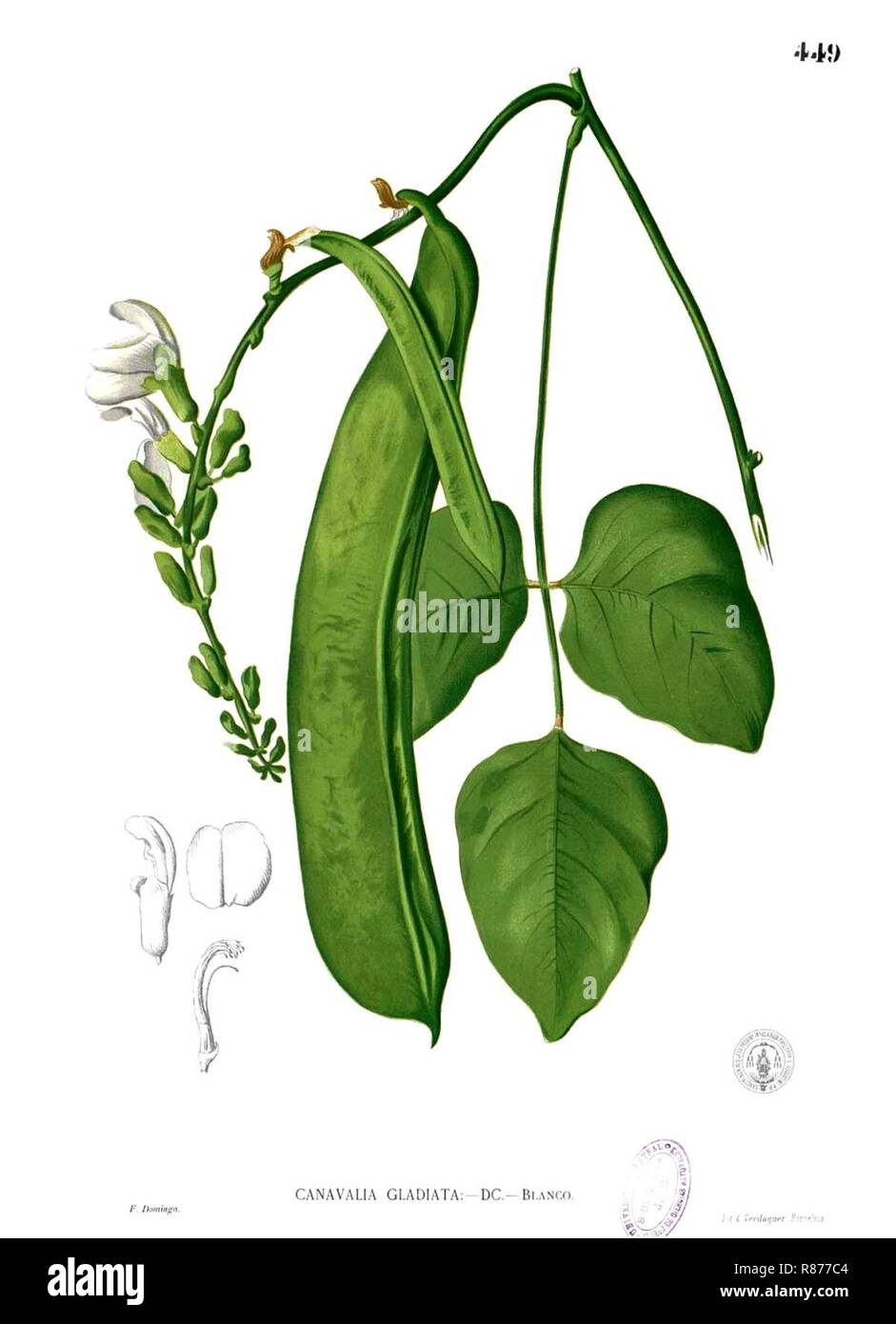Canavalia hi-res stock photography and images - Alamy