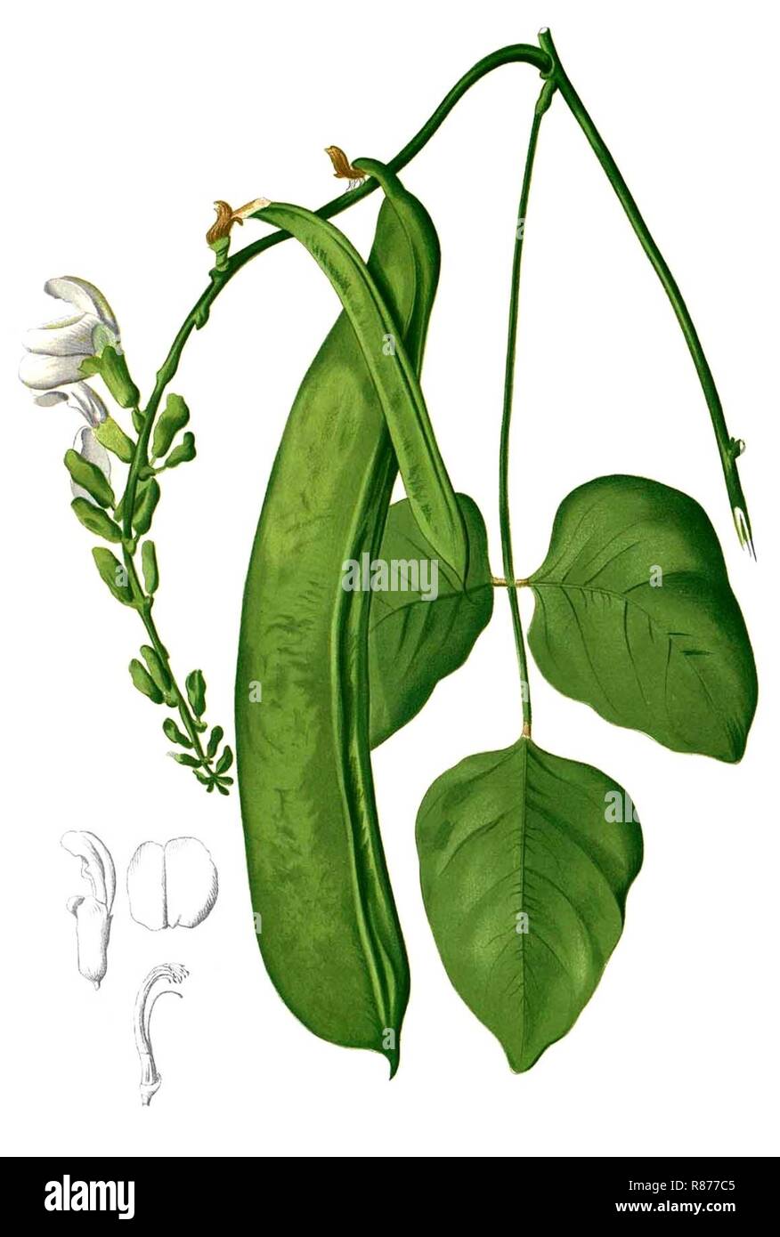 Gladiata hi-res stock photography and images - Alamy