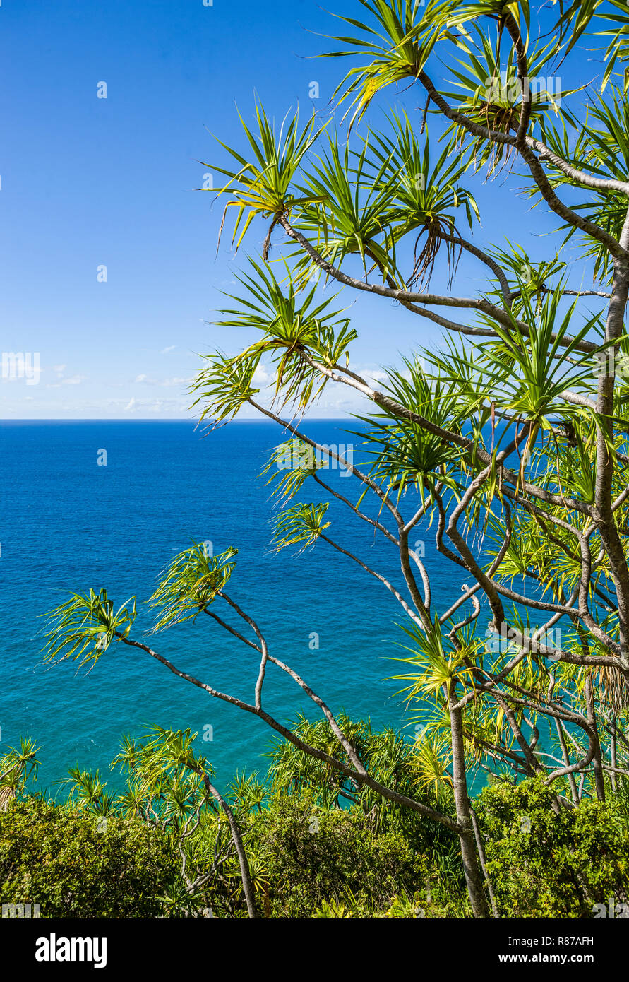 Ocean plants hi-res stock photography and images - Alamy