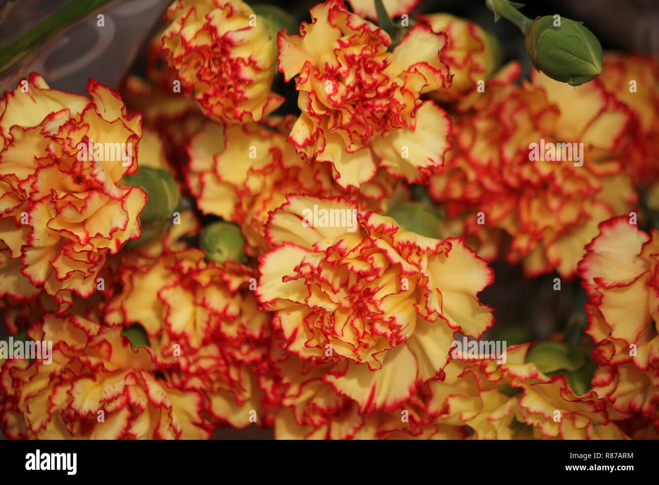 Yellow Carnations High Resolution Stock Photography and Images - Alamy