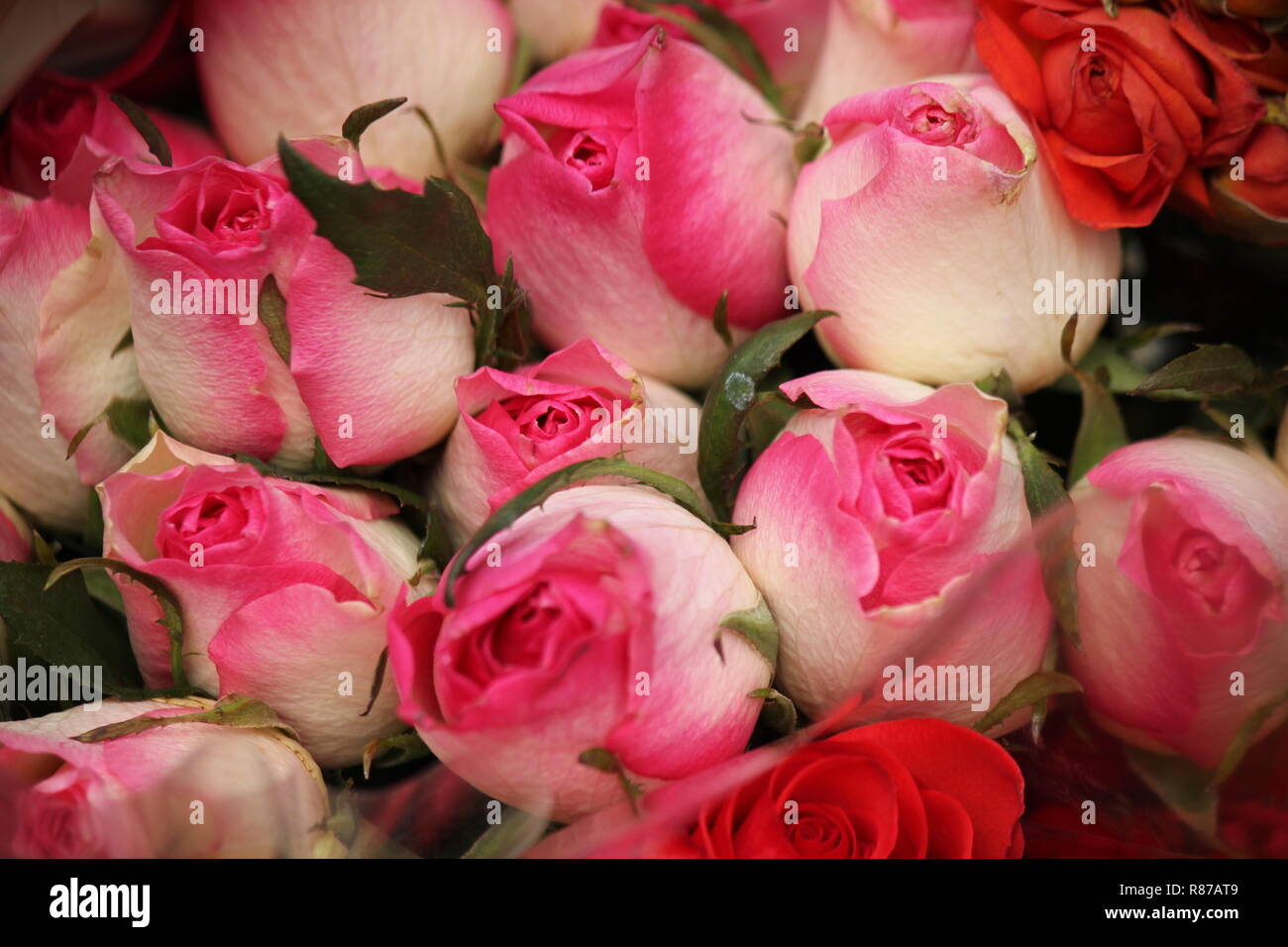 Lady of guadalupe and roses hi-res stock photography and images - Alamy