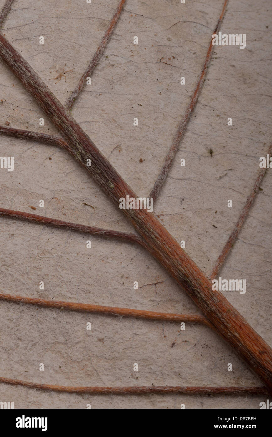 Indumentum hi-res stock photography and images - Alamy