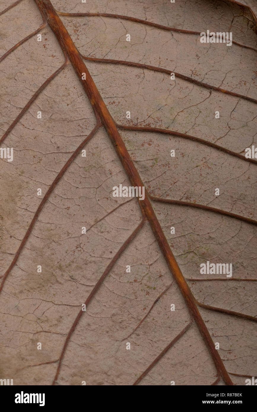 Indumentum hi-res stock photography and images - Alamy