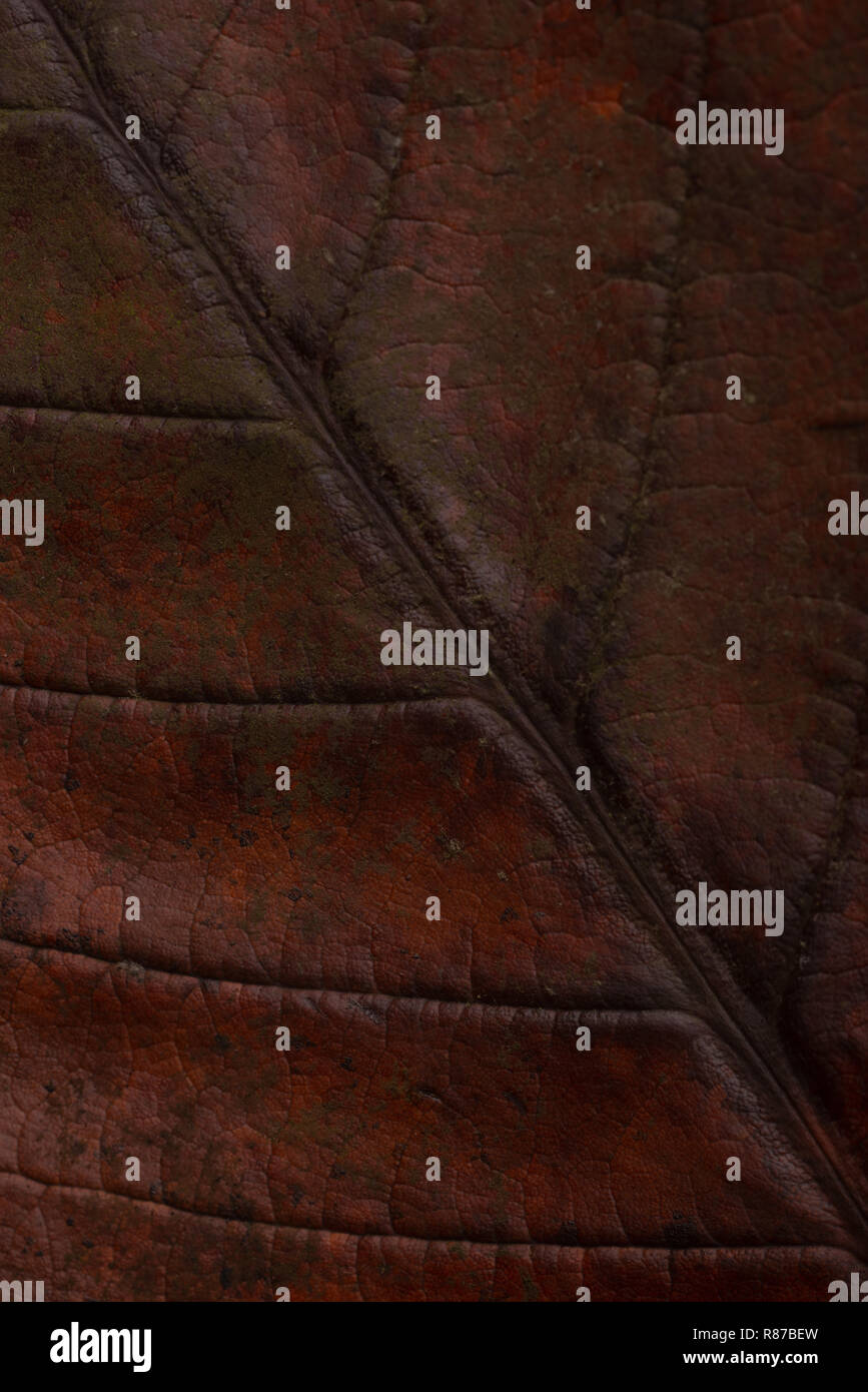 Exotic rare Rhododendron species, leafs shed in autumn, showing fine ...