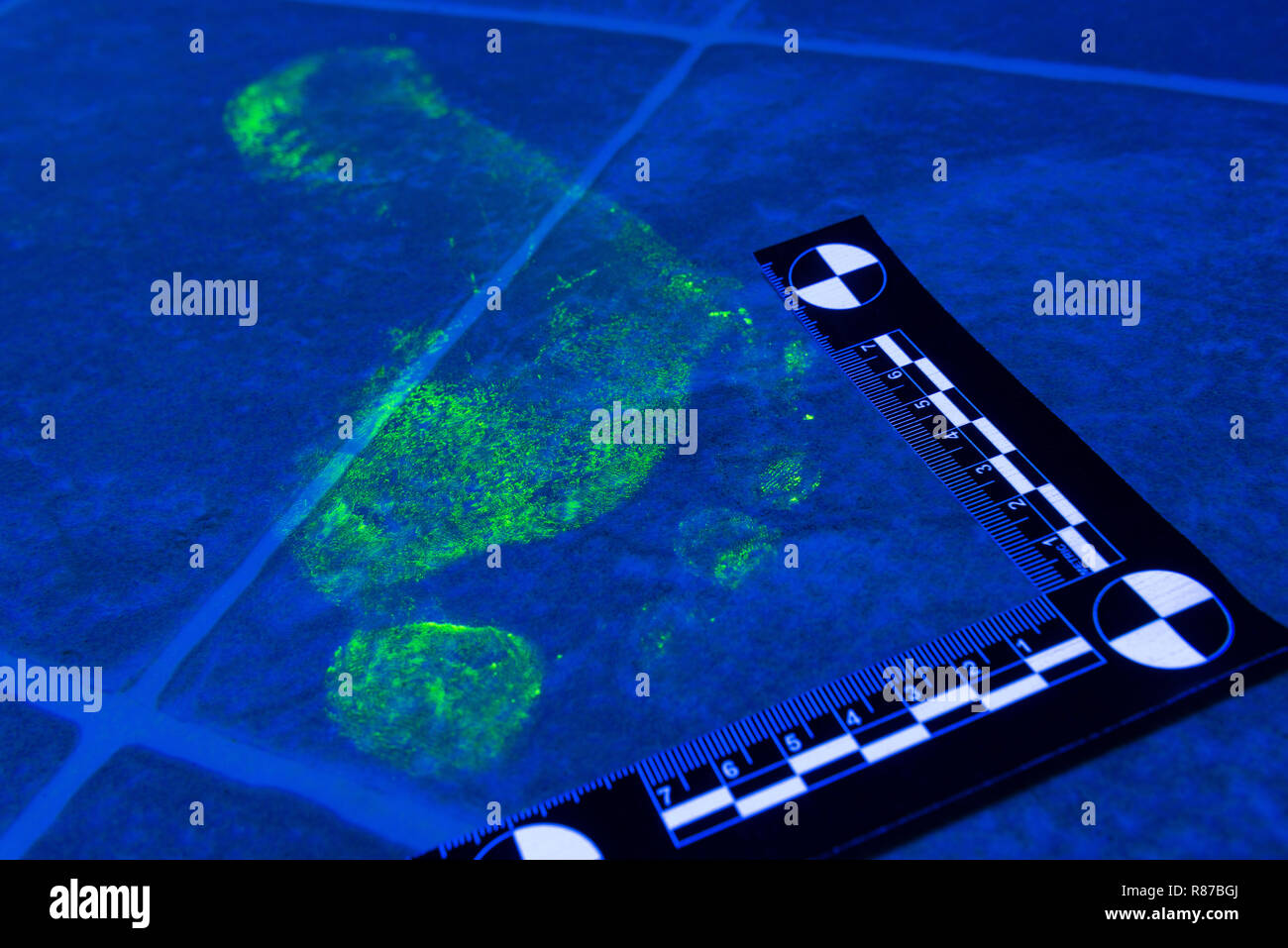 Footprint trail showing up on floor with forensic fluorescent powder ...